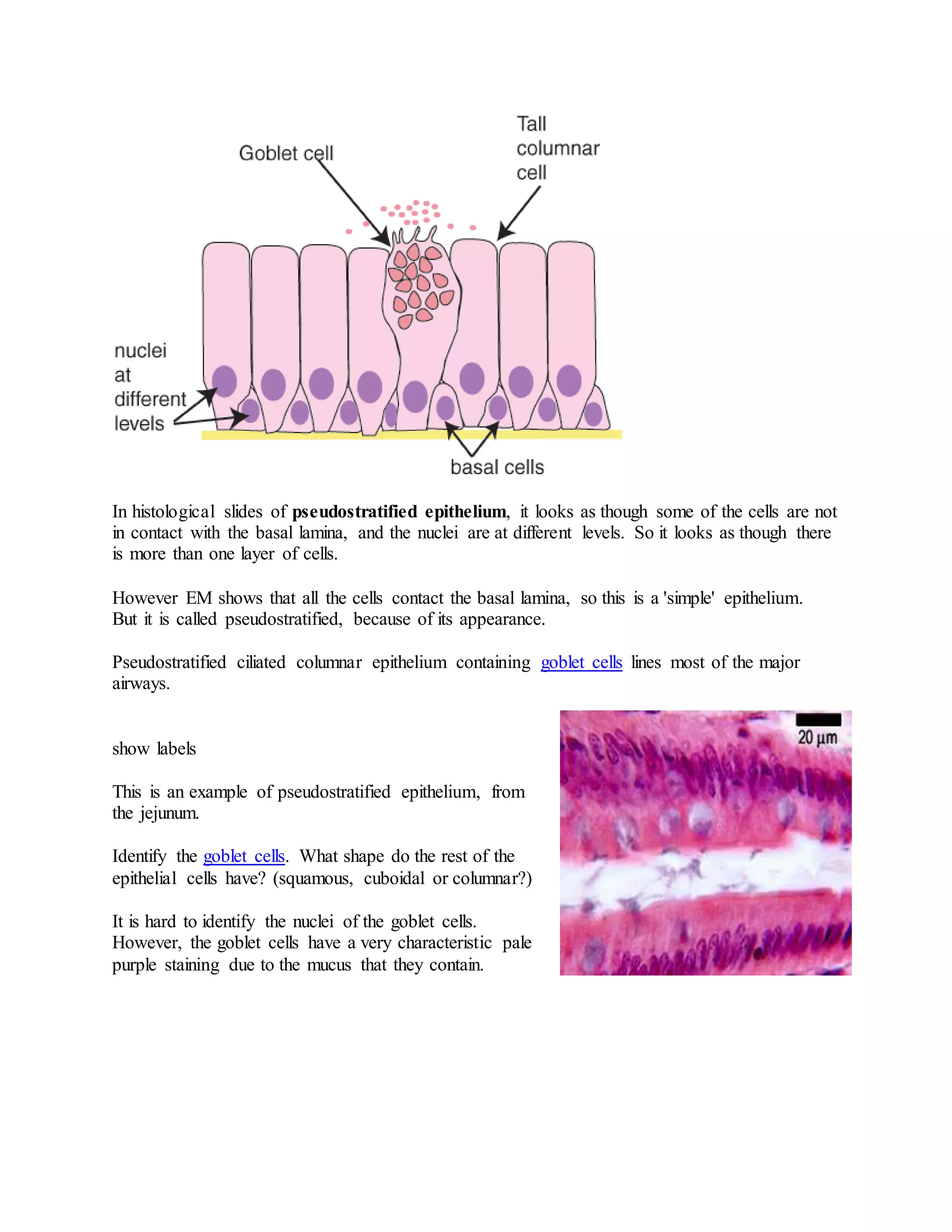 Epithelium types | PDF