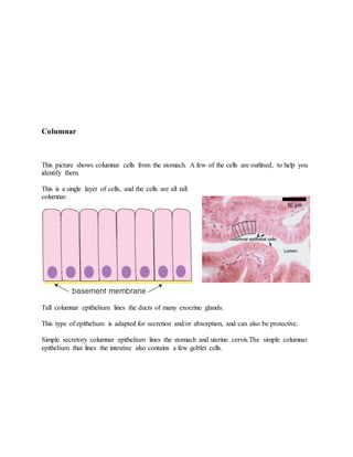 Epithelium types | PDF