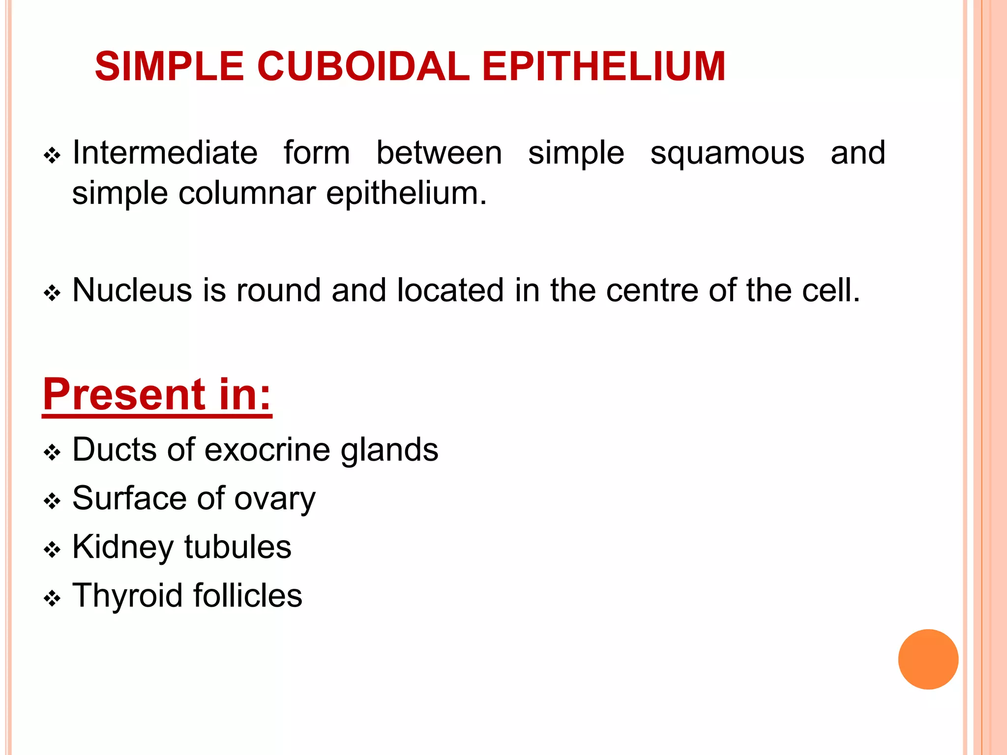 Epithelium | PPTX