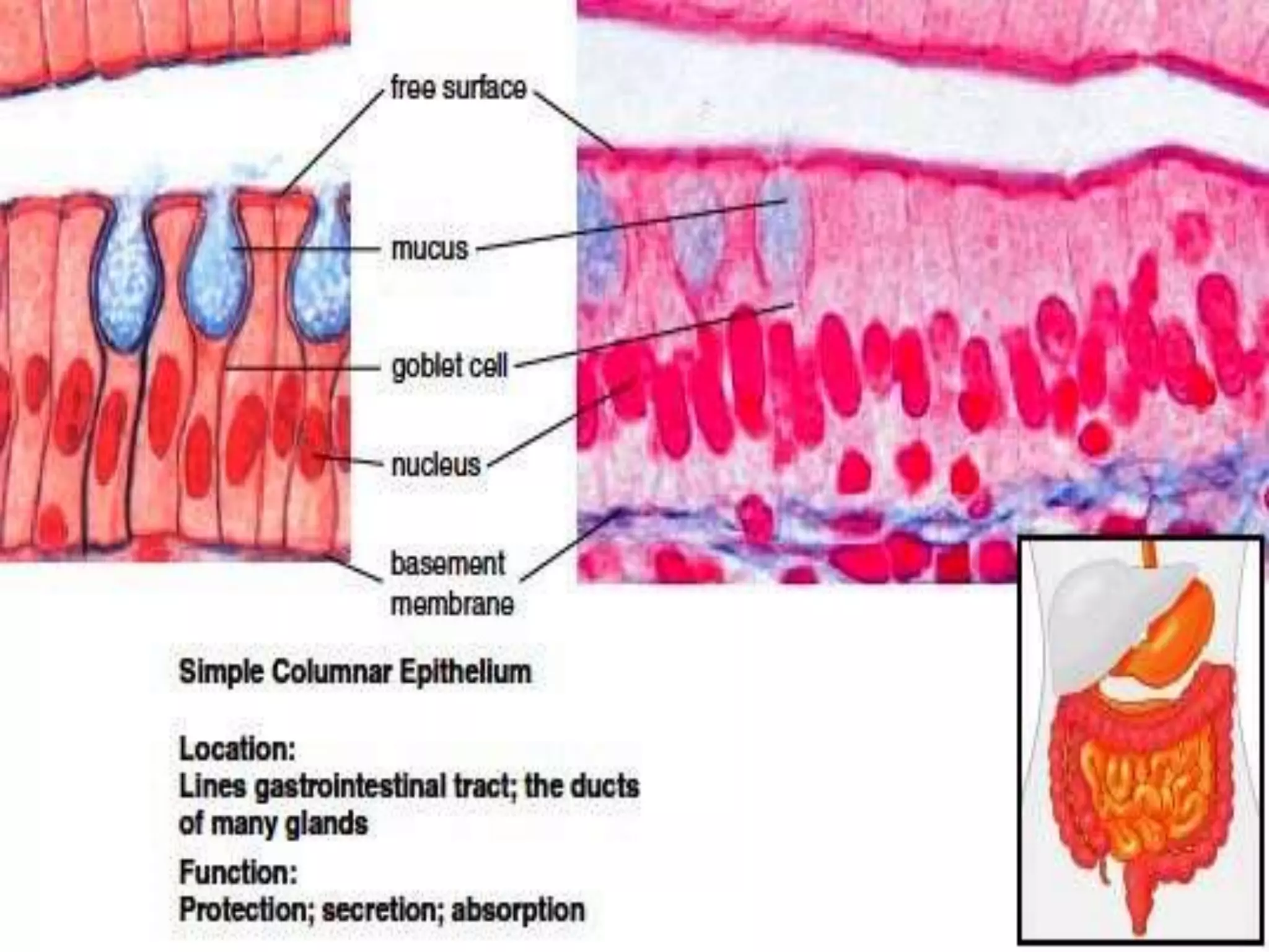 Epithelium | PPTX
