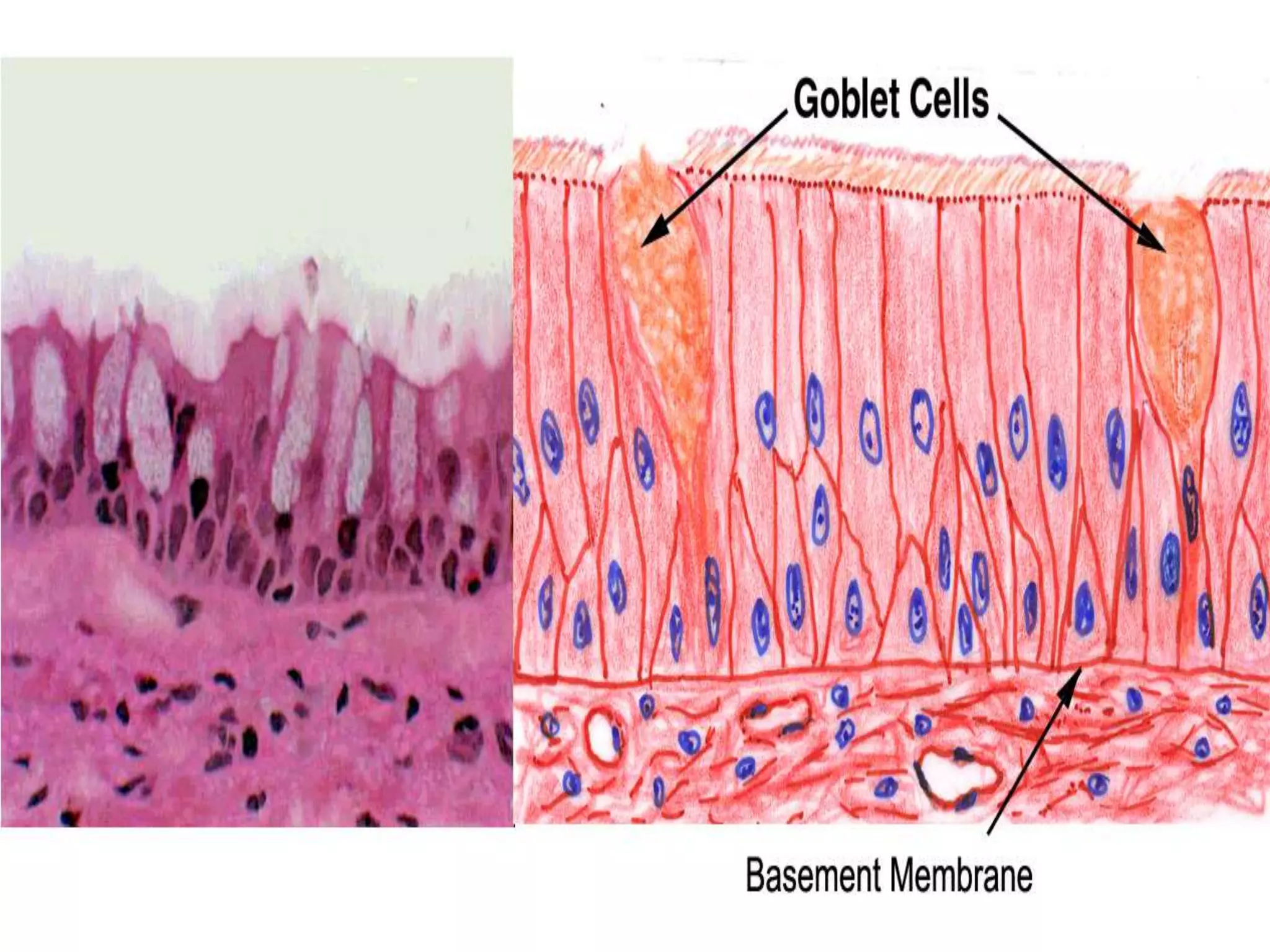 Epithelium | PPTX