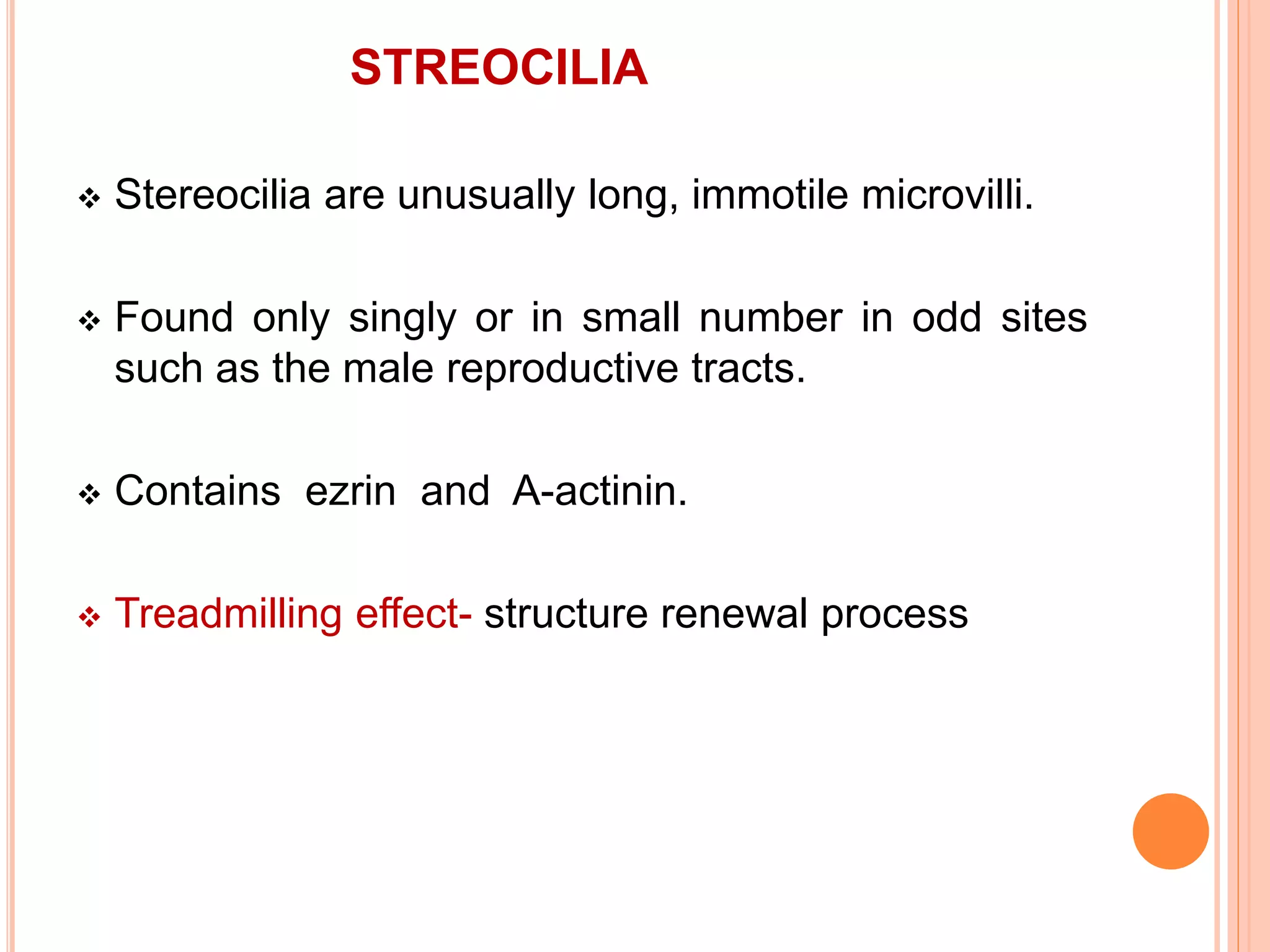 Epithelium | PPTX