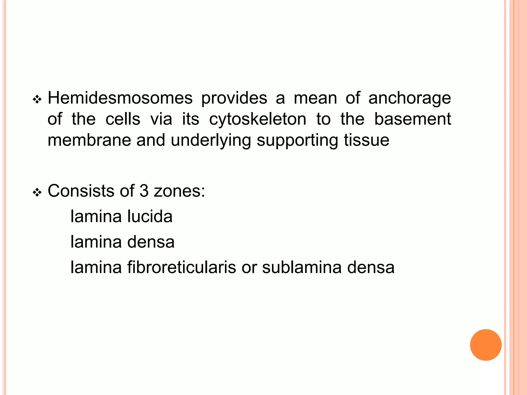 Epithelium | PPTX