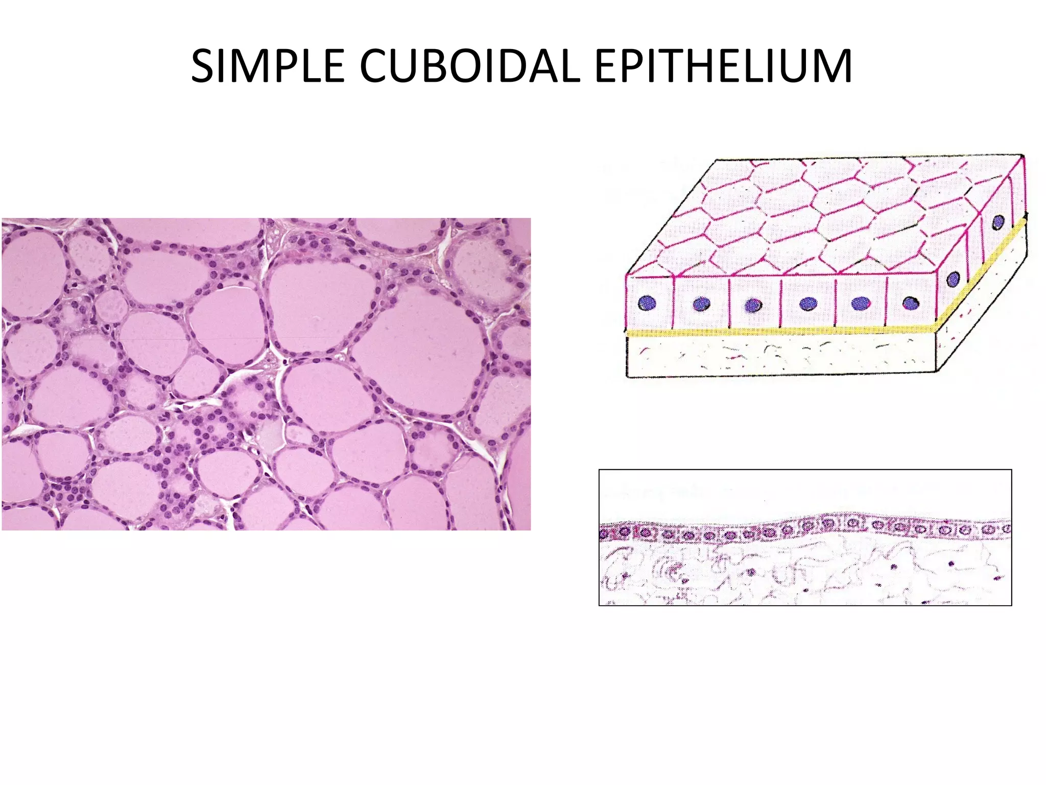 Epithelium | PPT