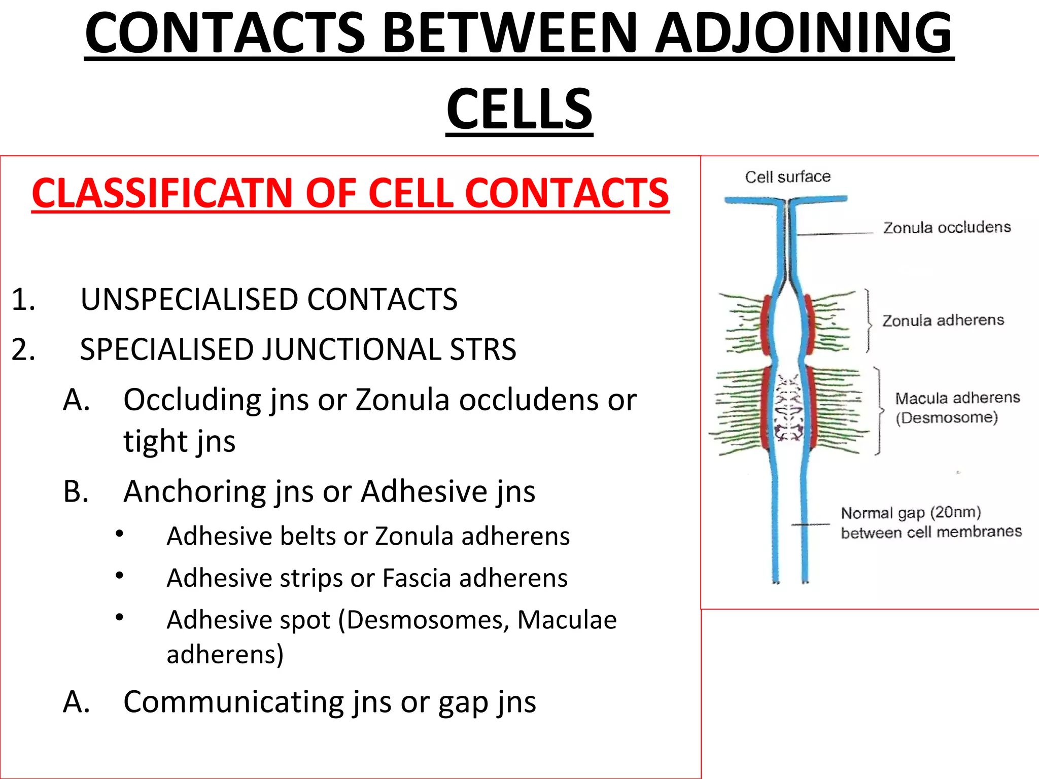 Epithelium | PPT