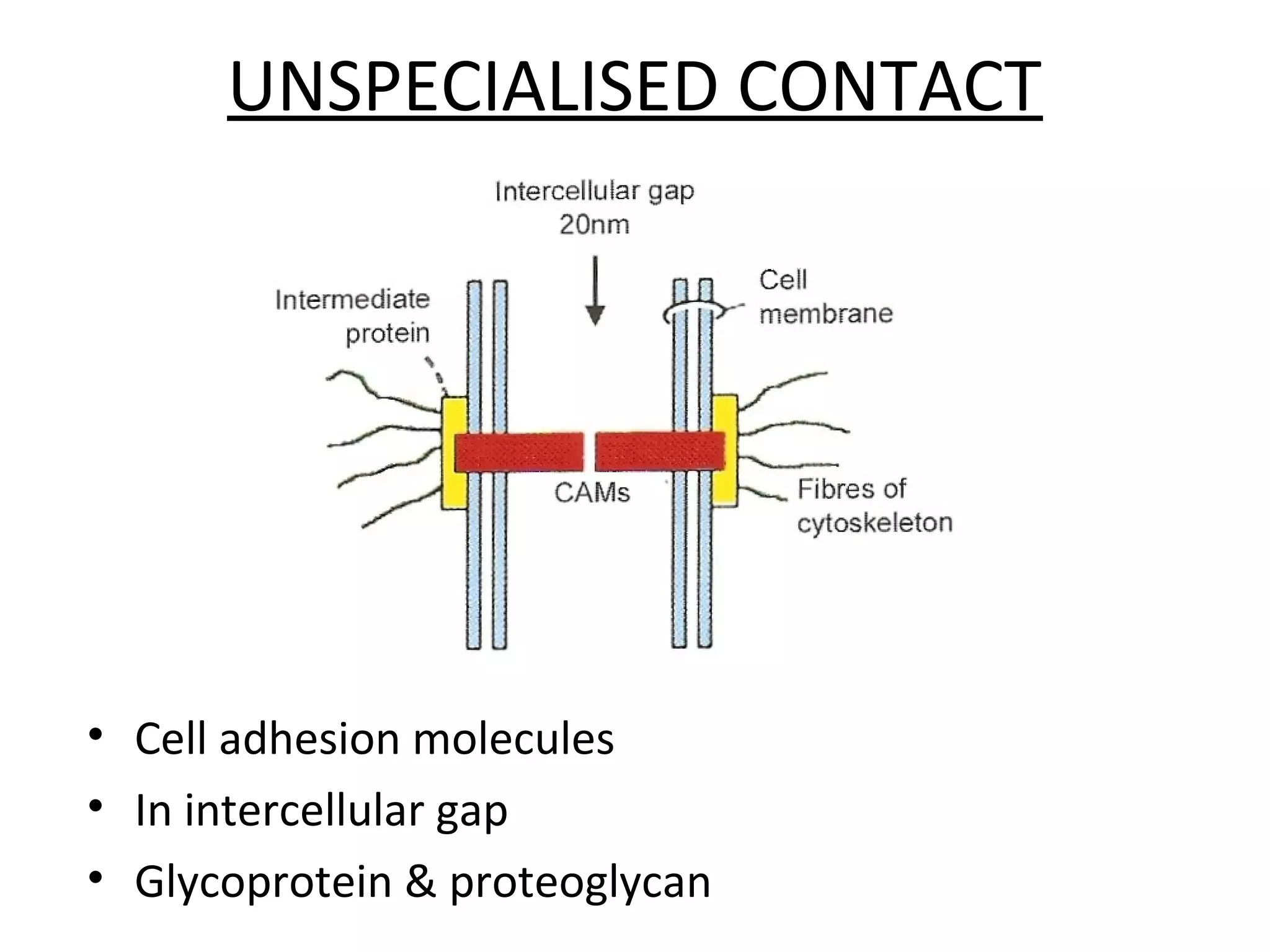 Epithelium | PPT