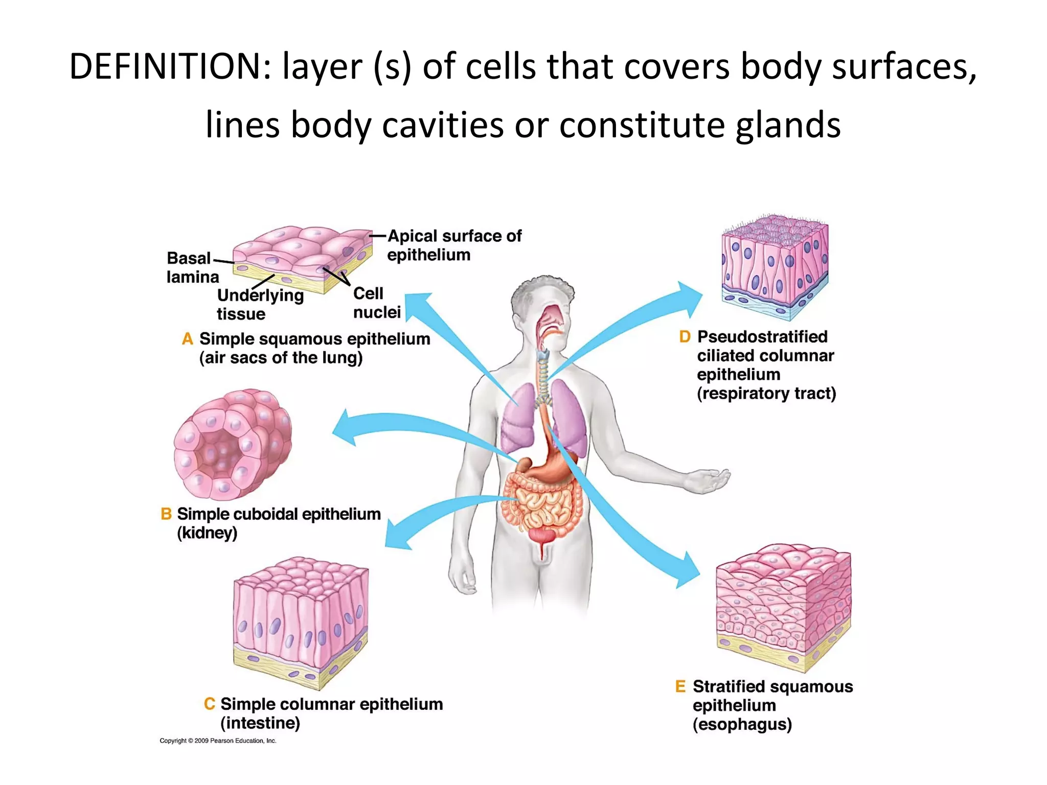 Epithelium | PPT