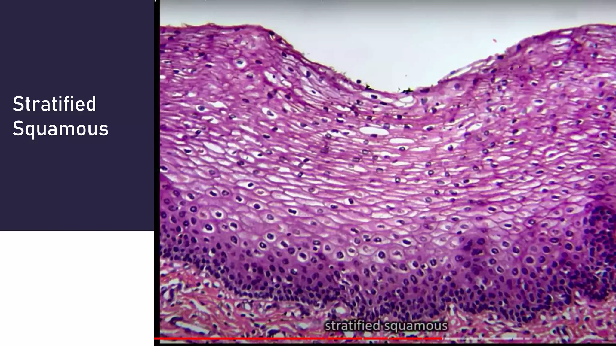 Epithelium-2.pptx