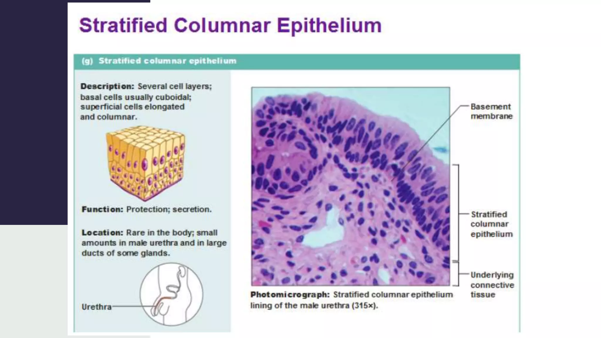 Epithelium-2.pptx