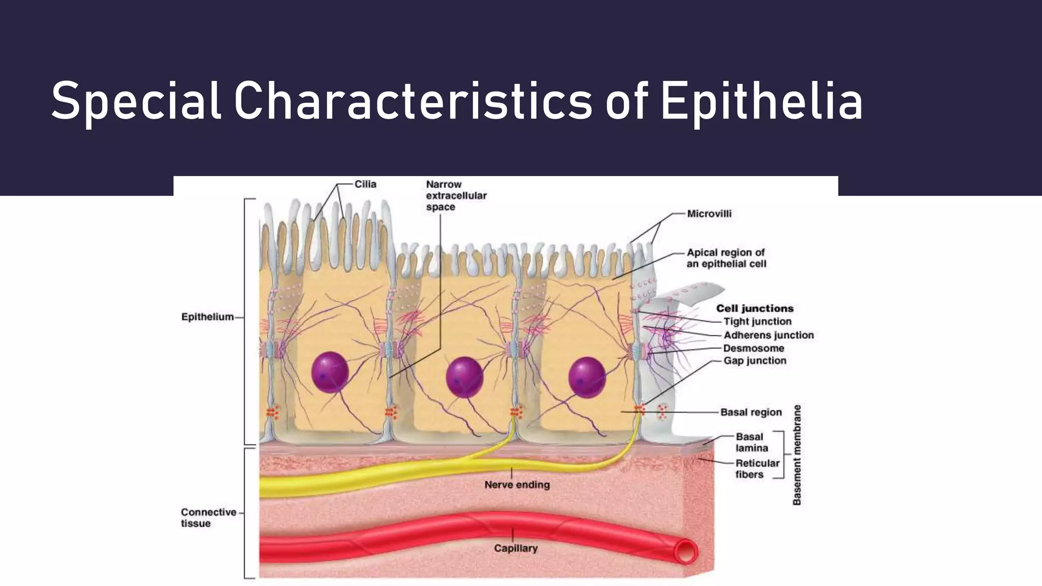 Epithelium-2.pptx