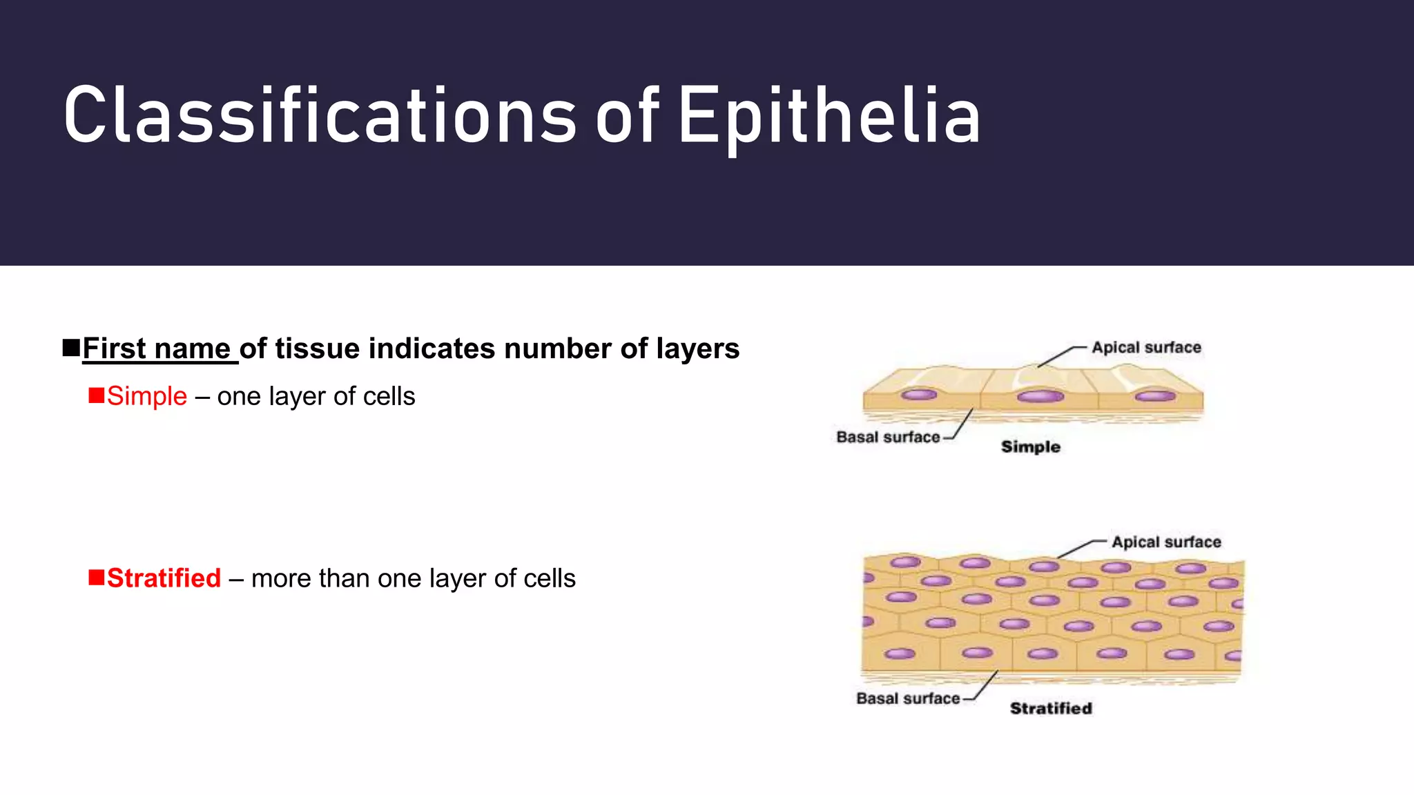 Epithelium-2.pptx
