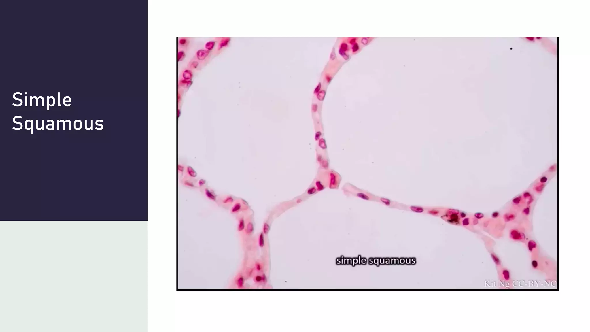 Epithelium-2.pptx