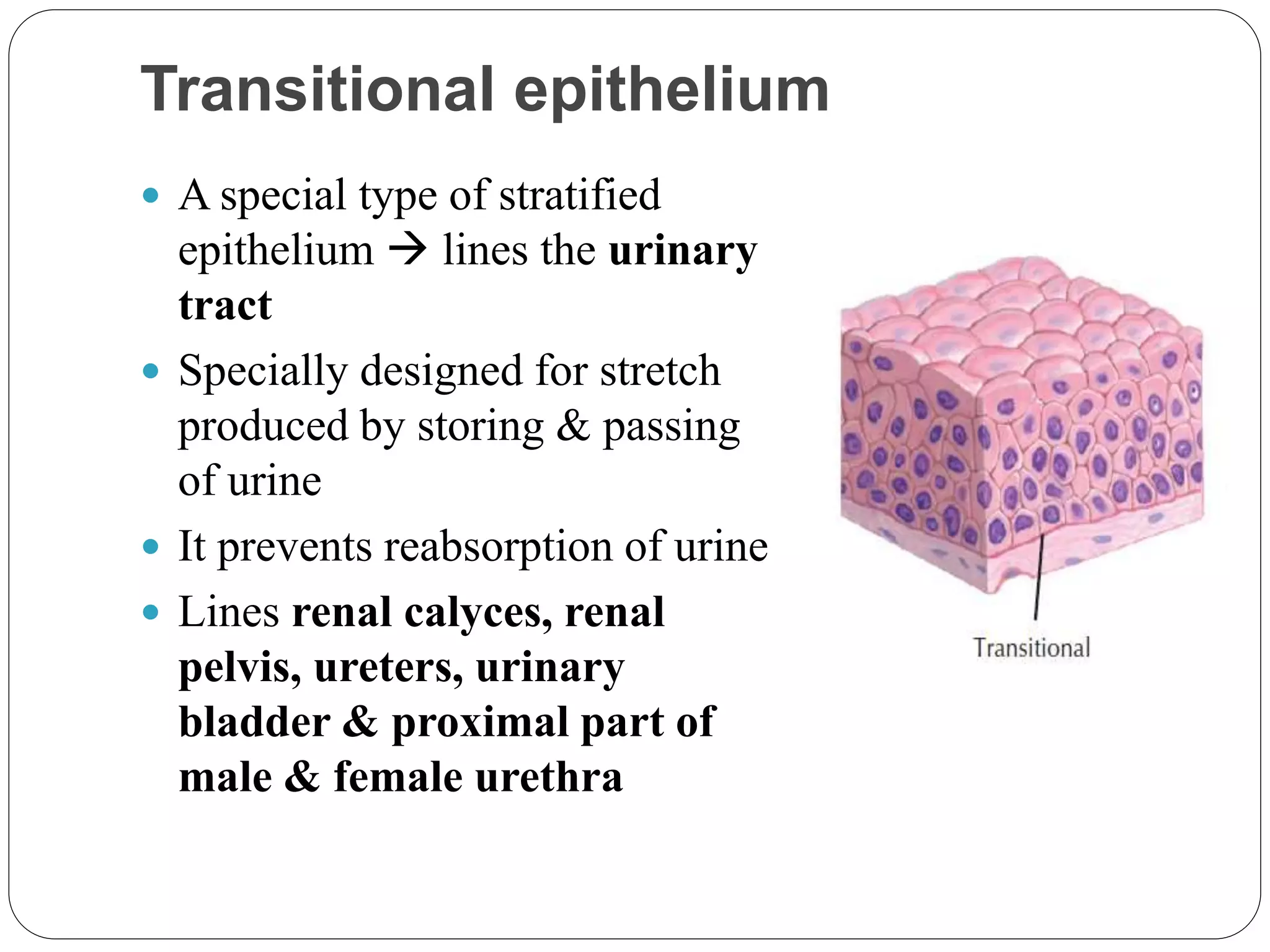 Epithelium | PPTX