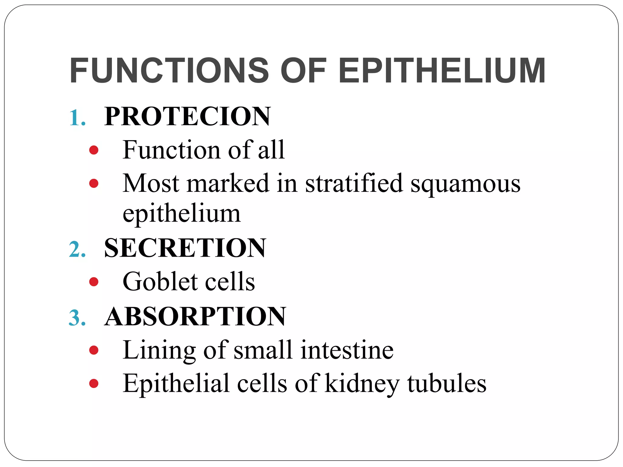 Epithelium | PPTX