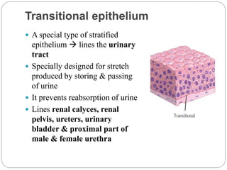 Epithelium | PPTX