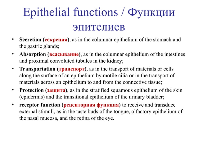 Epithelium Histology Power Point Presentations Ppt
