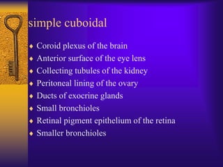 Anatomy epithelium-and-locations2 nursing .pdf