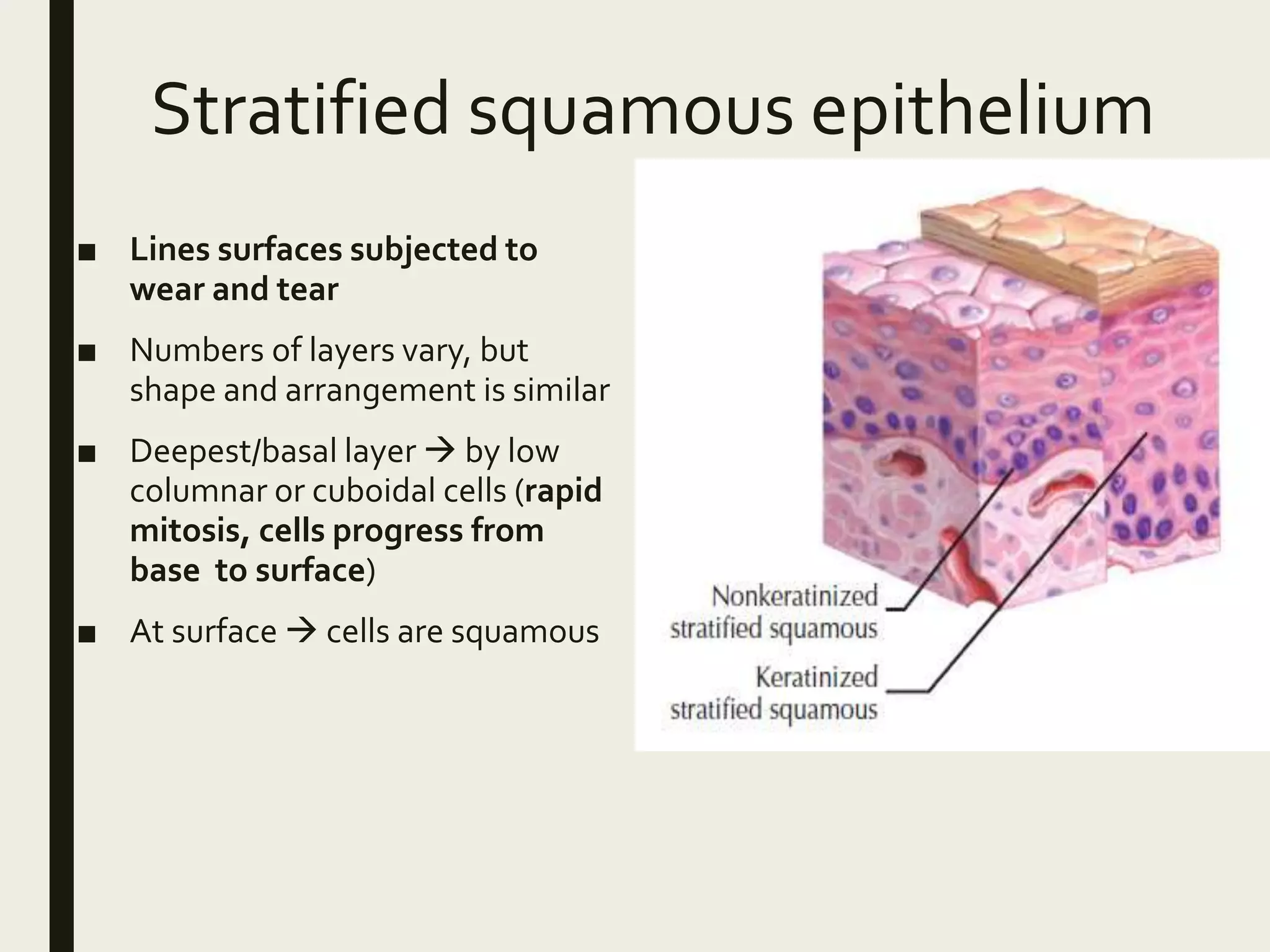 Epithelium[1] | PPTX