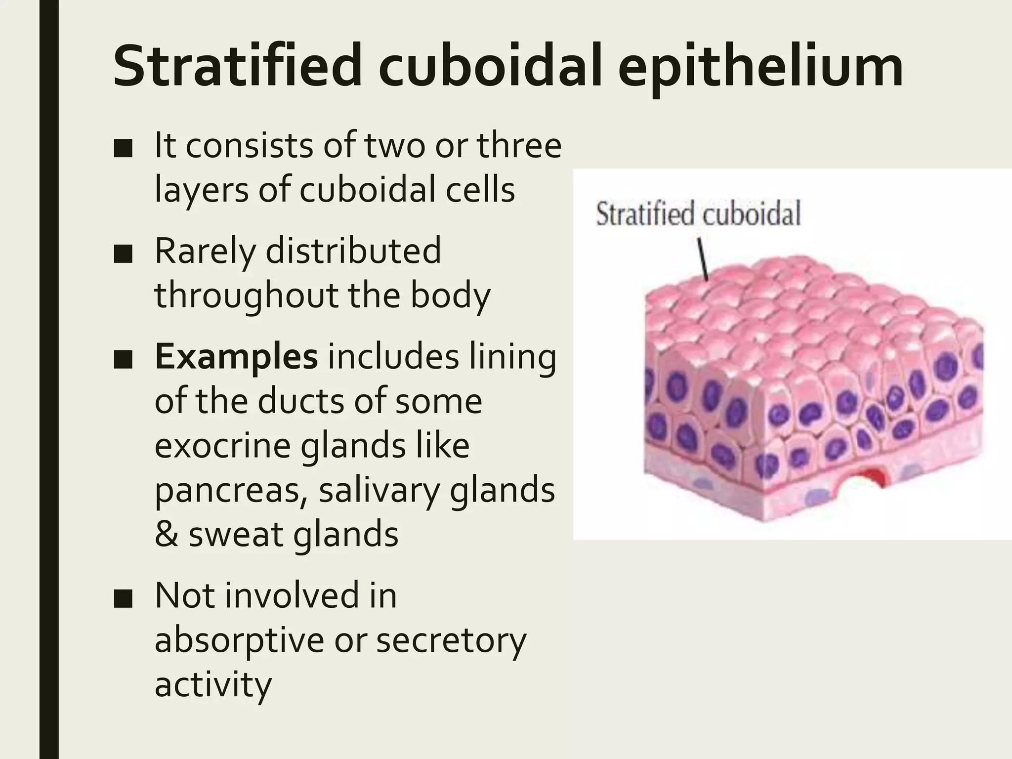 Epithelium[1] | PPTX