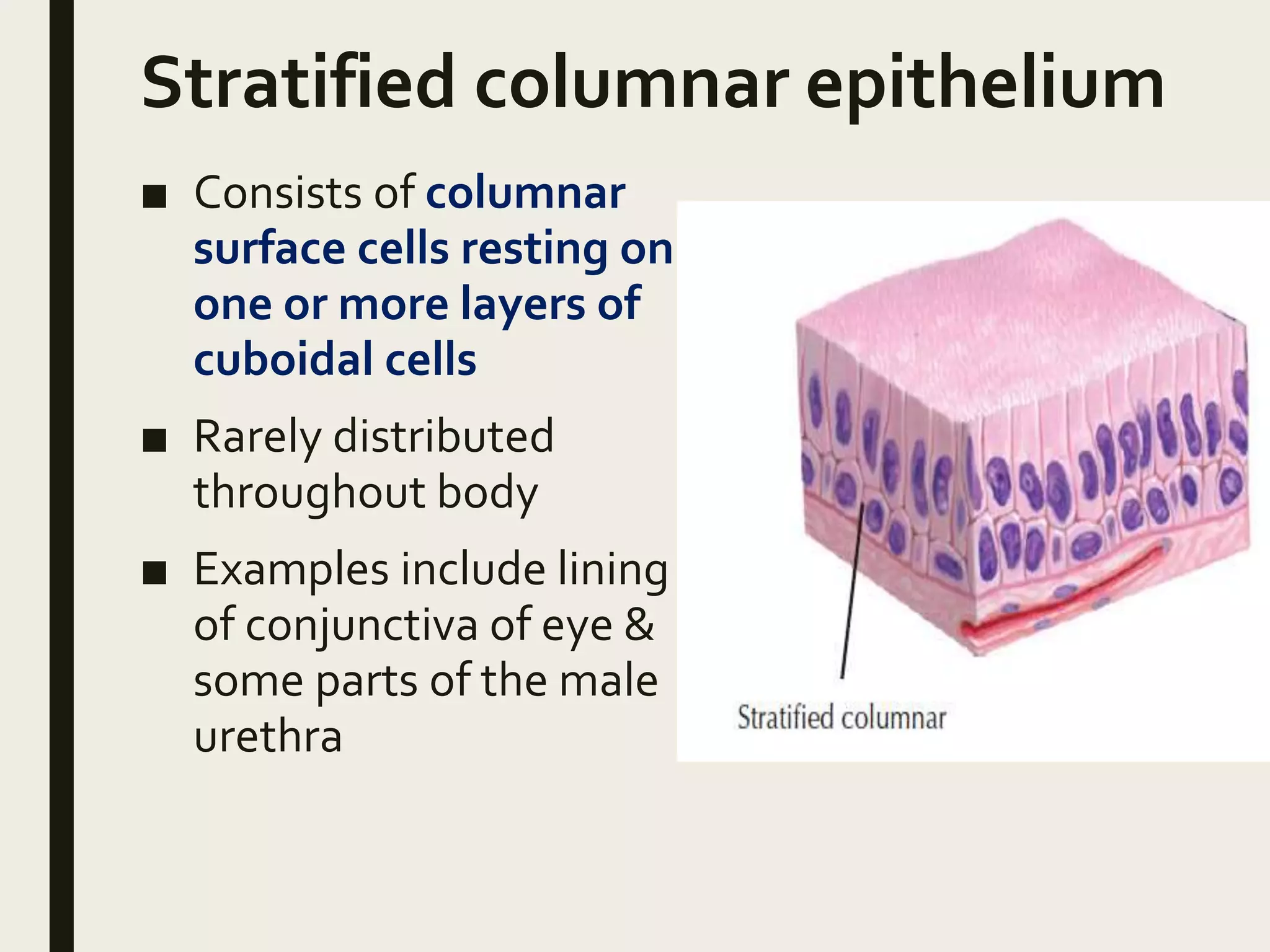 Epithelium[1] | PPTX