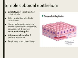 Epithelium[1] | PPTX