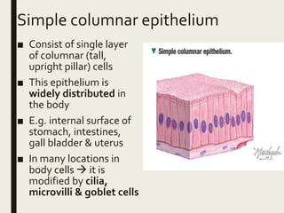 Epithelium[1] | PPTX