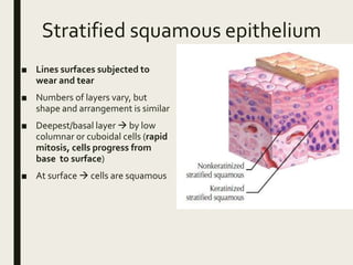 Epithelium[1] | PPTX