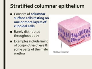 Epithelium[1] | PPTX
