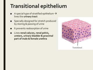 Epithelium[1] | PPTX