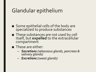 Epithelium[1] | PPTX