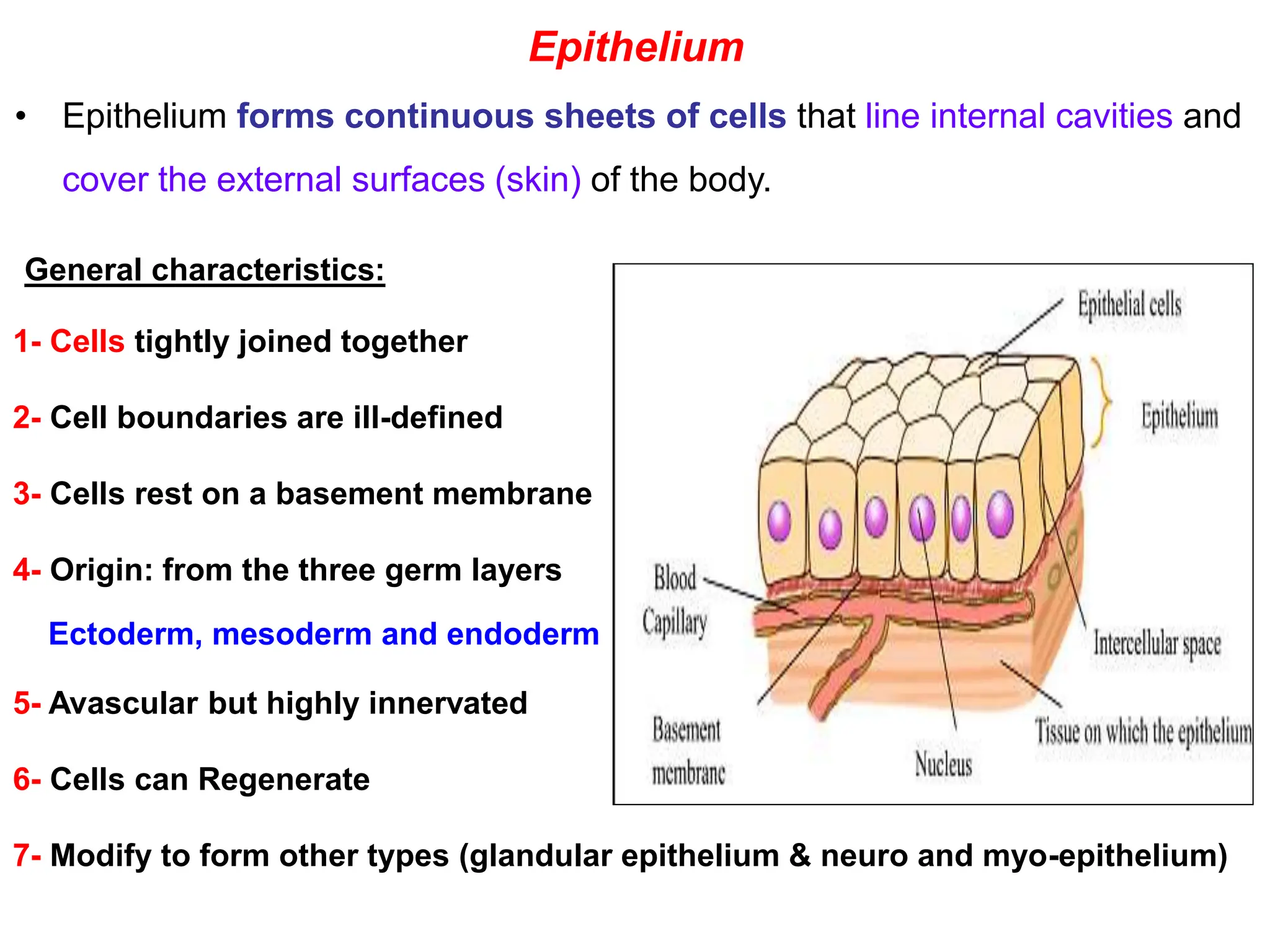 epithelium +2023-2024 epithelium 2024..ppt
