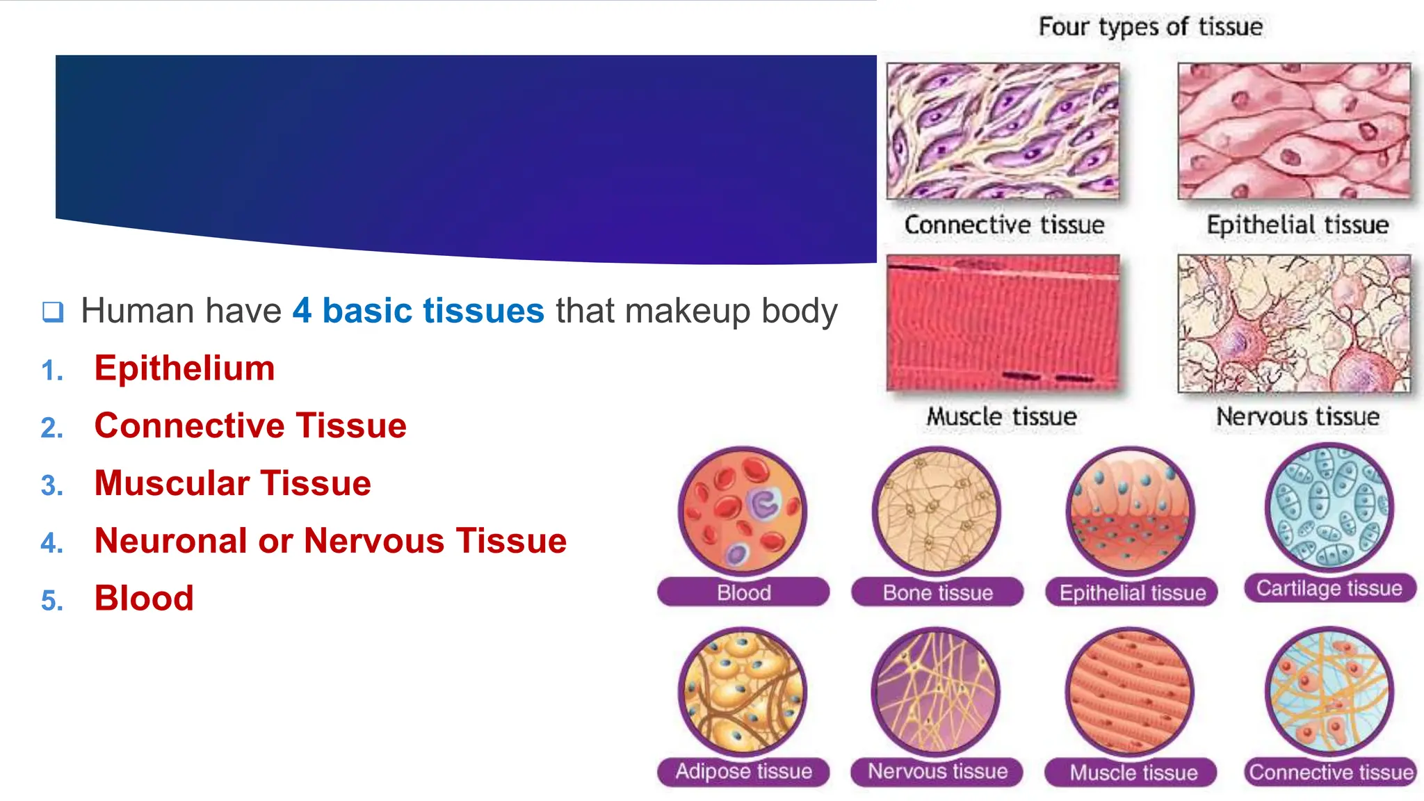 Epithelium by Dr. Rabia I. Gandapore.pptx