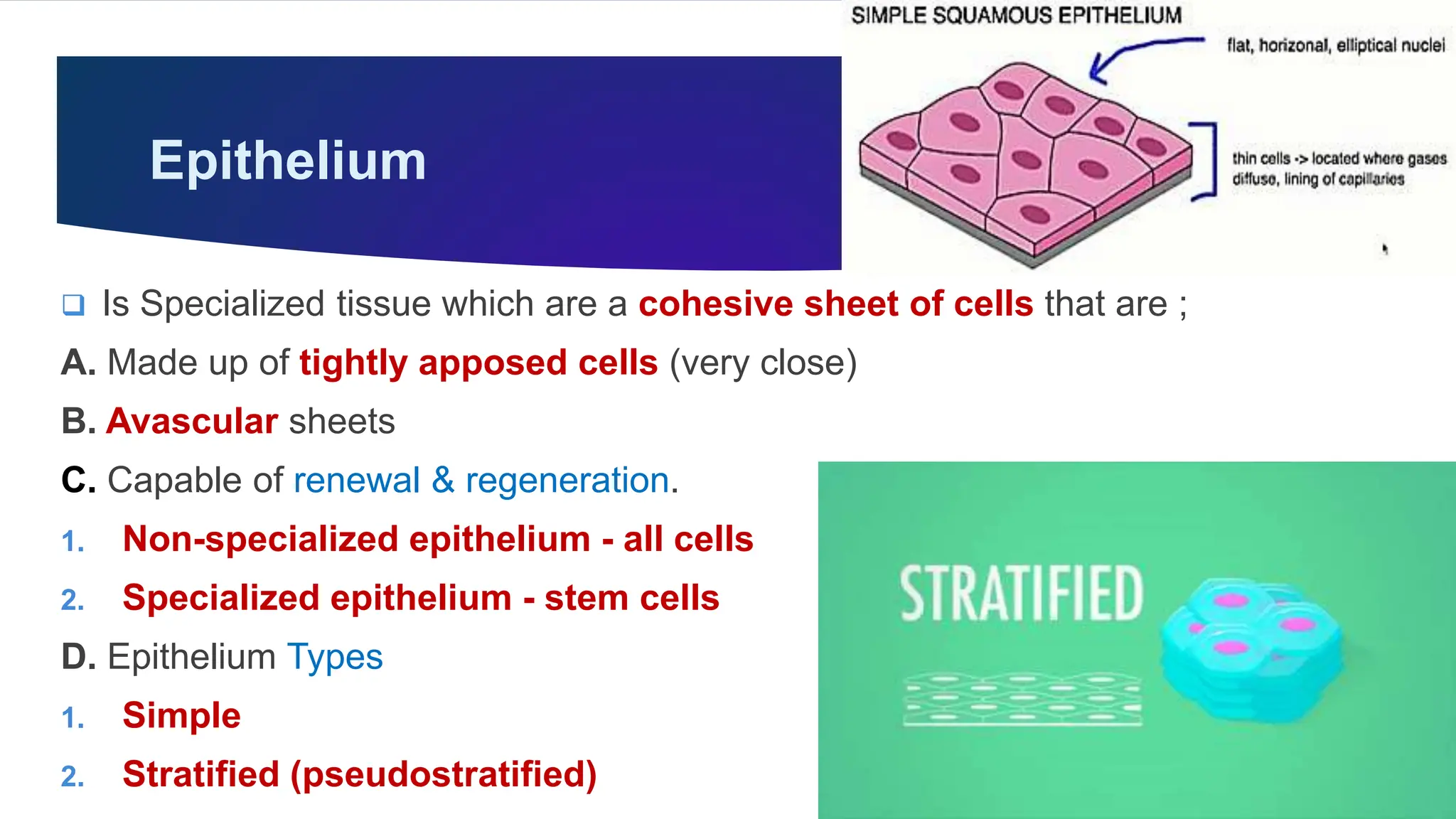 Epithelium by Dr. Rabia I. Gandapore.pptx