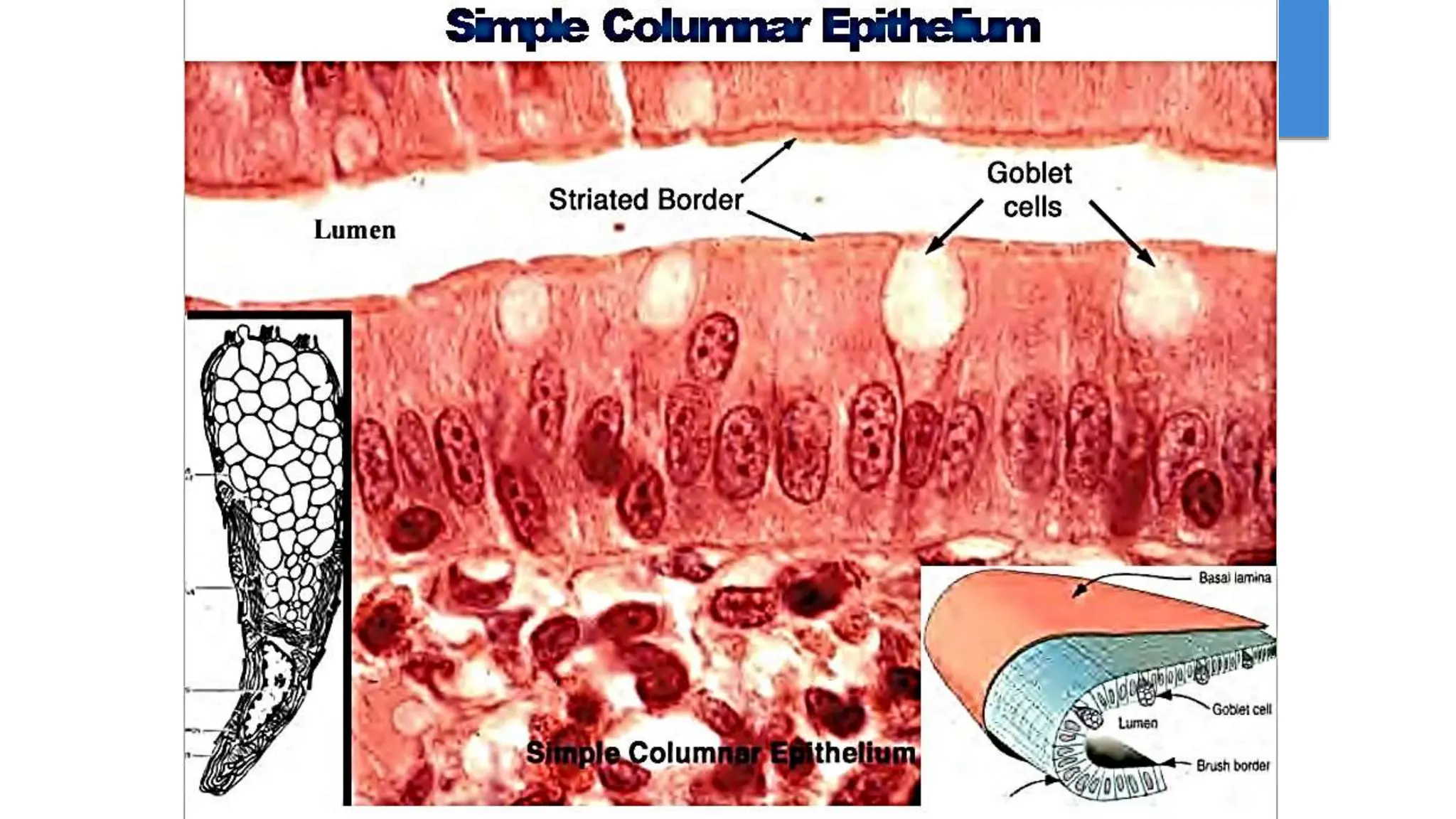 Epithelium by Dr. Rabia I. Gandapore.pptx
