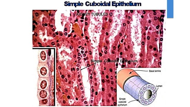 Epithelium by Dr. Rabia I. Gandapore.pptx