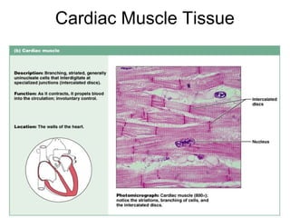Epithelium cellstissues histology | PDF