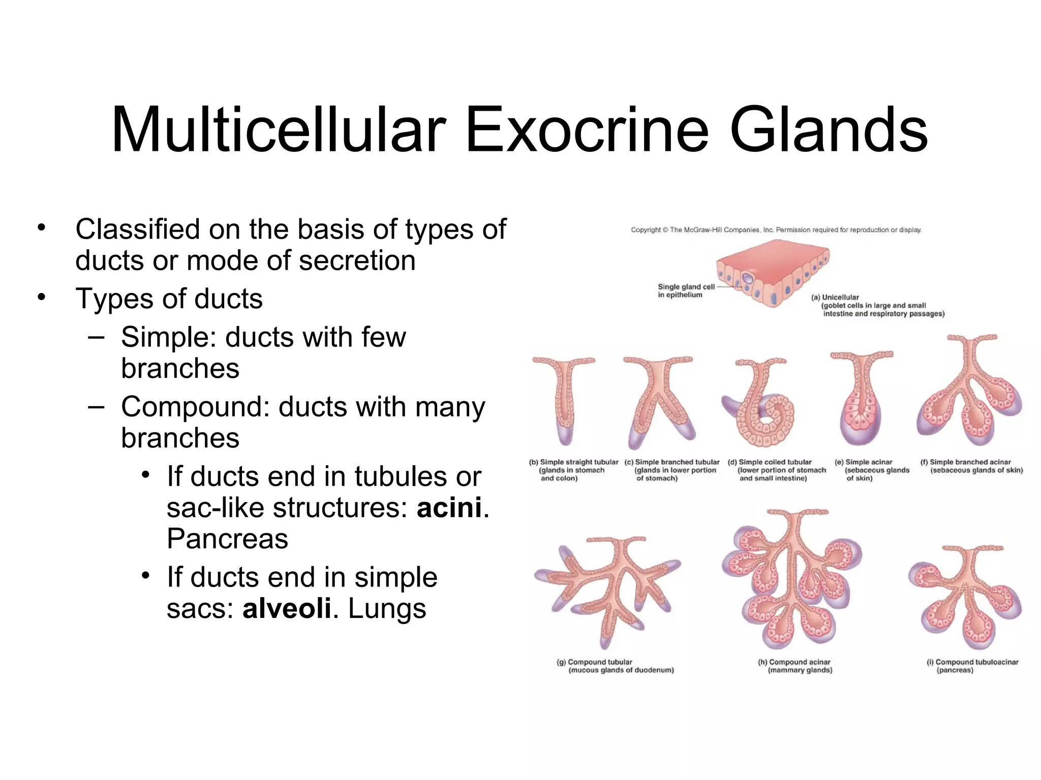 Epithelium, cells,tissues & histology | PPT