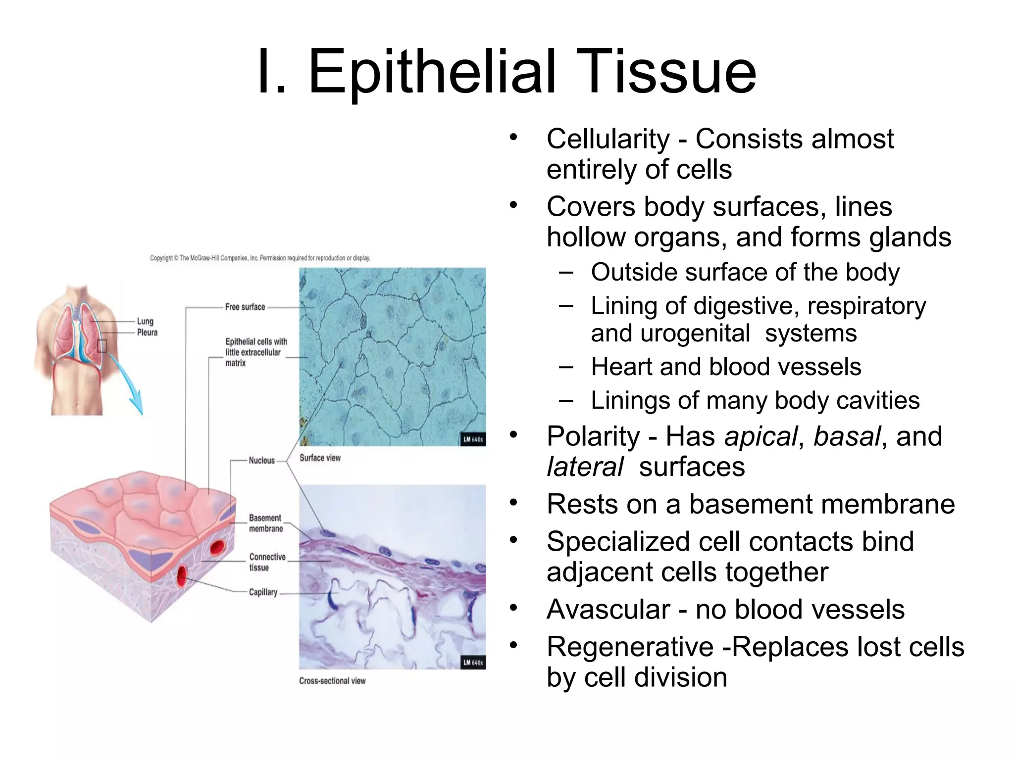 Epithelium, cells,tissues & histology | PPT