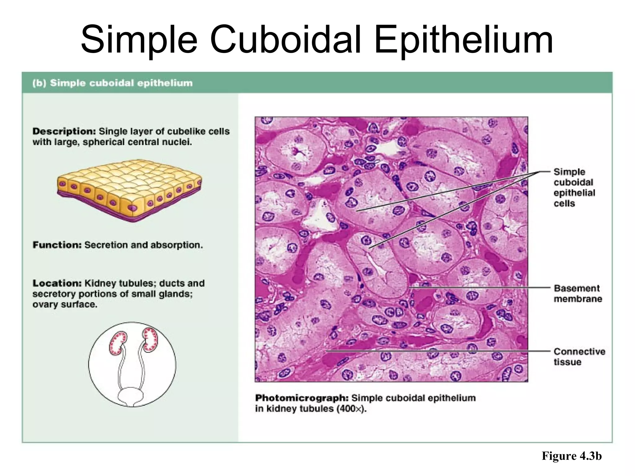 Epithelium, cells,tissues & histology | PPT