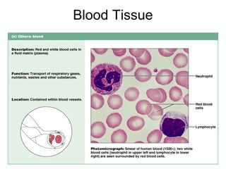 Blood Tissue