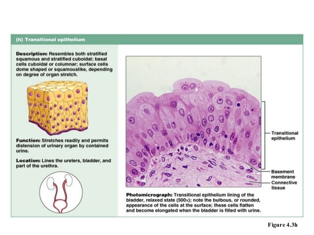 Transitional Epithelium Diagram
