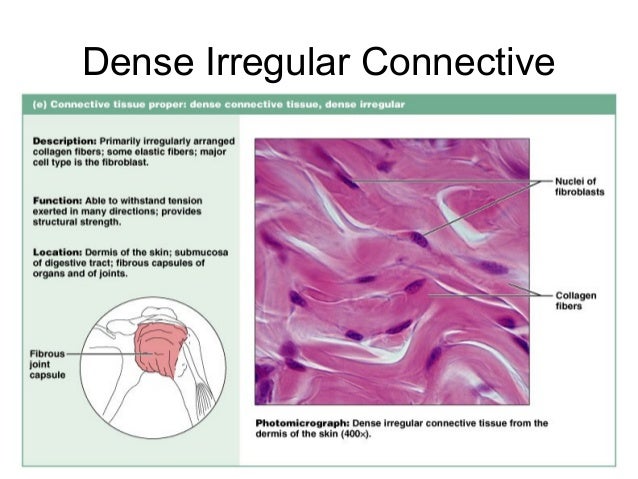 Dense Irregular Connective Tissue Labeled Google Search