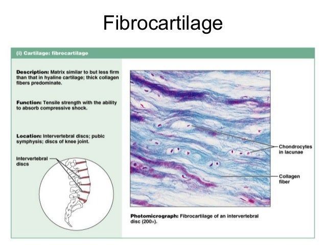 Epithelium, cells,tissues & histology