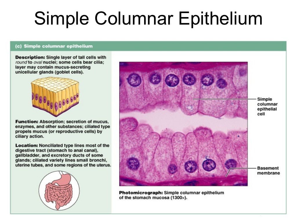 Epithelial Cells
