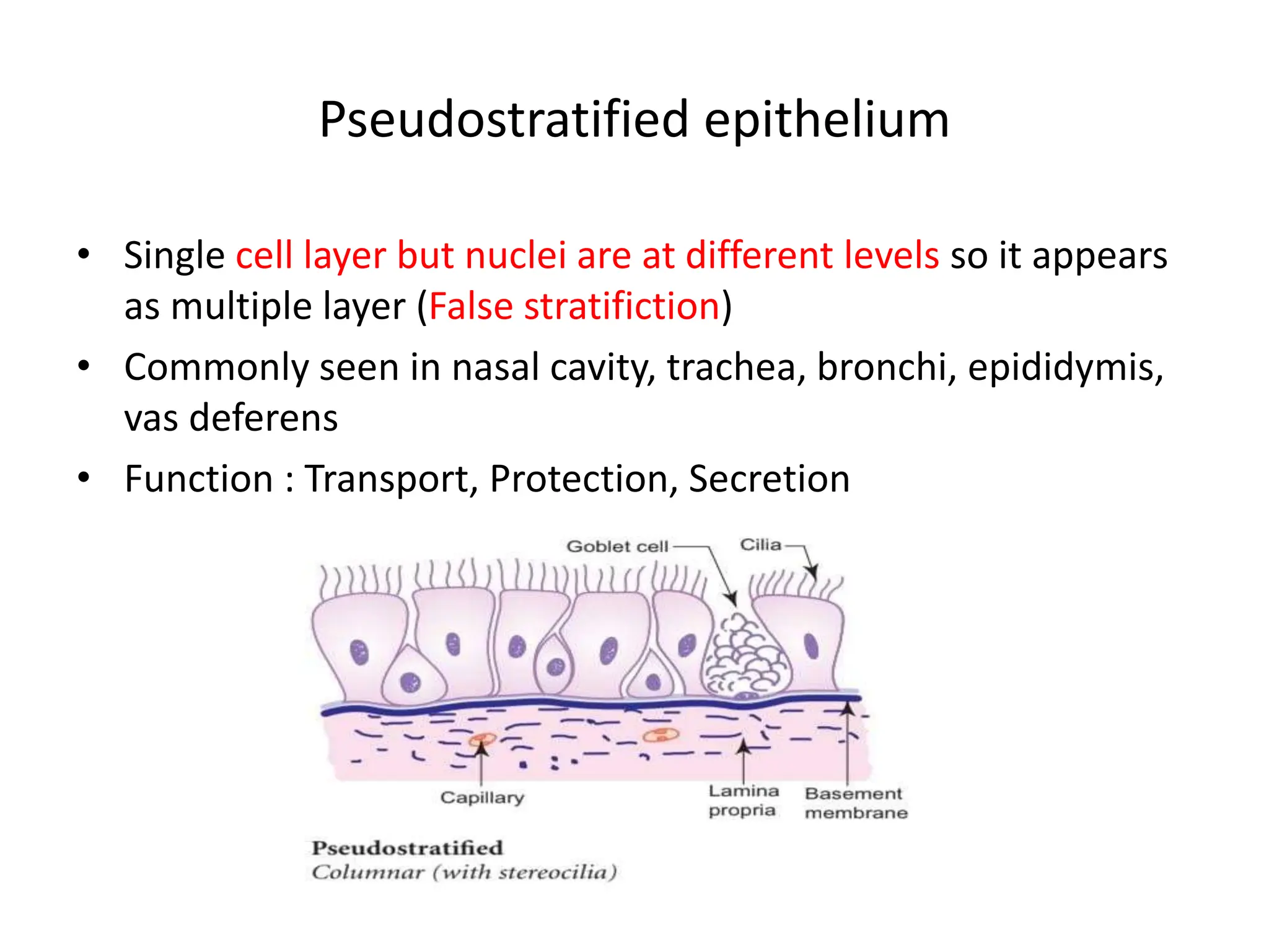 Epithelium final-1.pptx