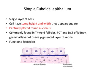 Epithelium final-1.pptx