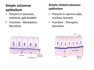 Epithelium final-1.pptx
