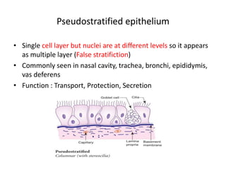 Epithelium final-1.pptx