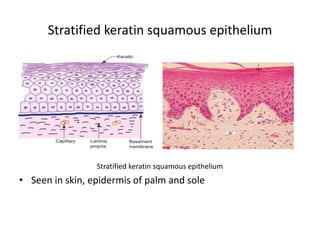 Epithelium final-1.pptx