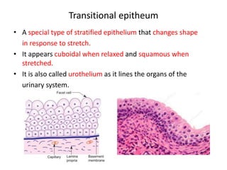 Epithelium final-1.pptx